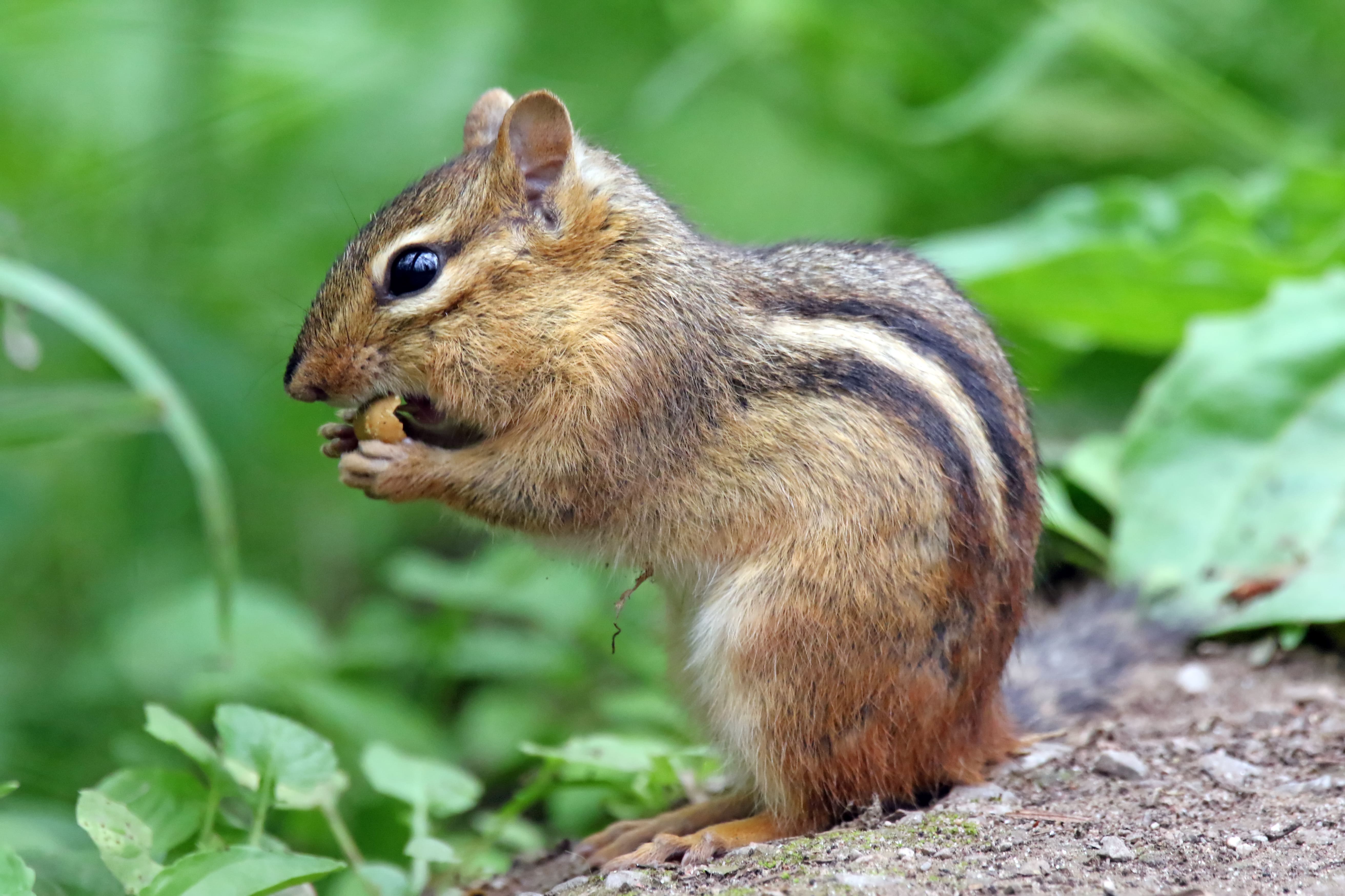 Chipmunk Control in Grand Rapids, MI | Trapping Program